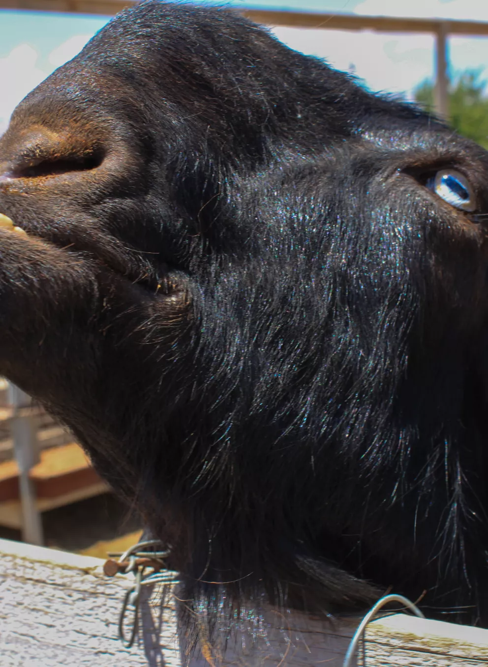 Relief, Development and Podcast | Goatcast: The mystery of the Damascus ...